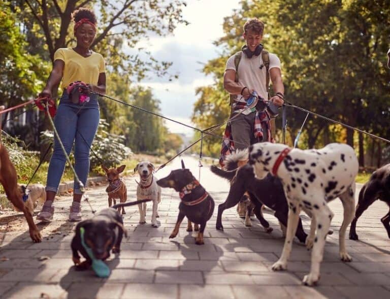 Dog Training Near Me: Trusted Dog Care with GoWalkies